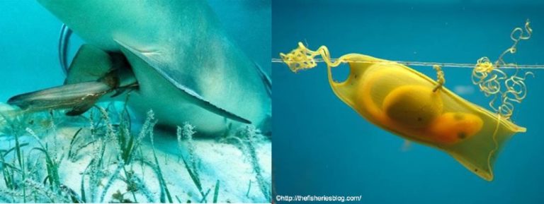 Biologie der Haie – Voice for Sharks